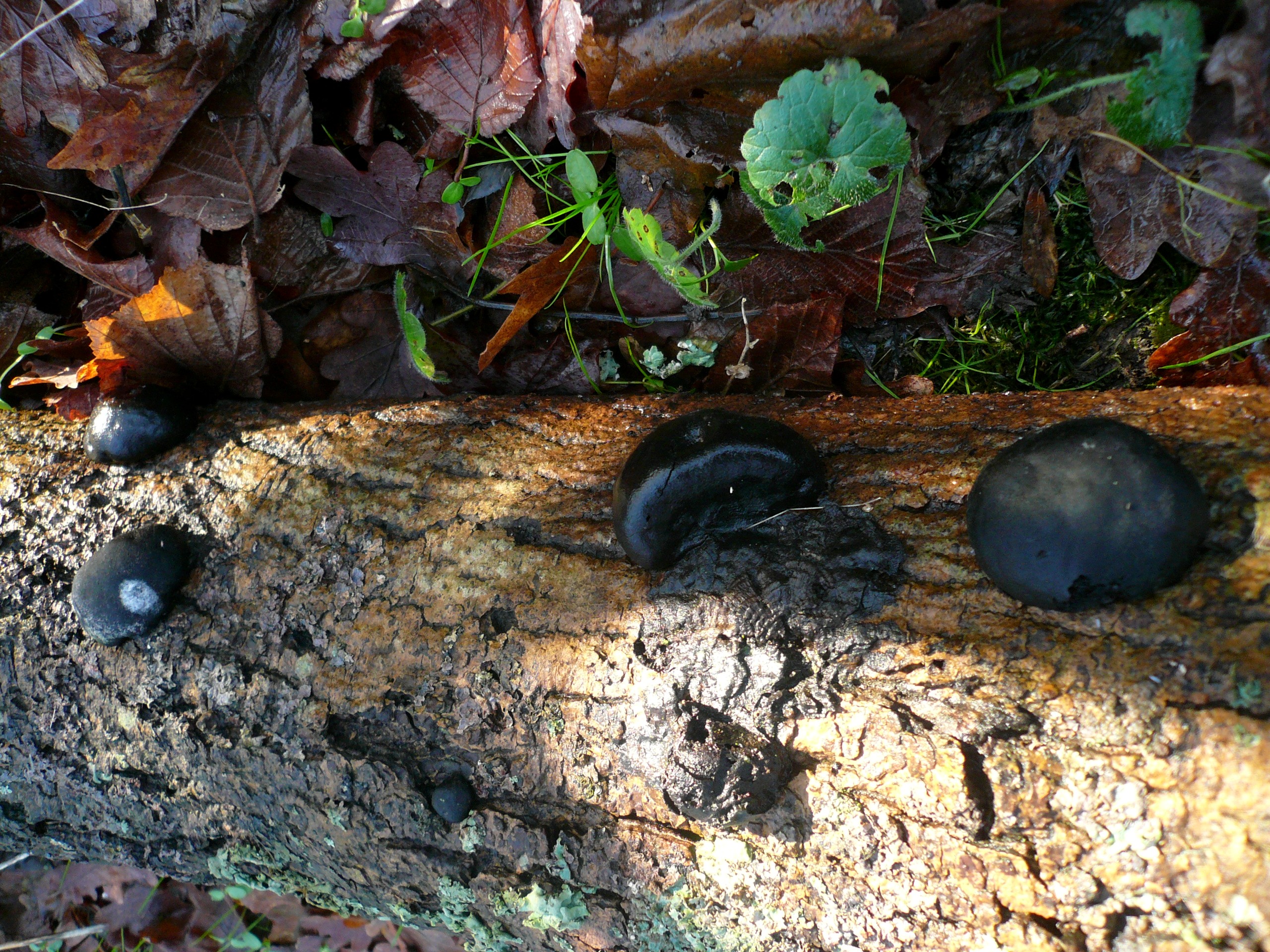 Forage of the Month- January | Native Hands