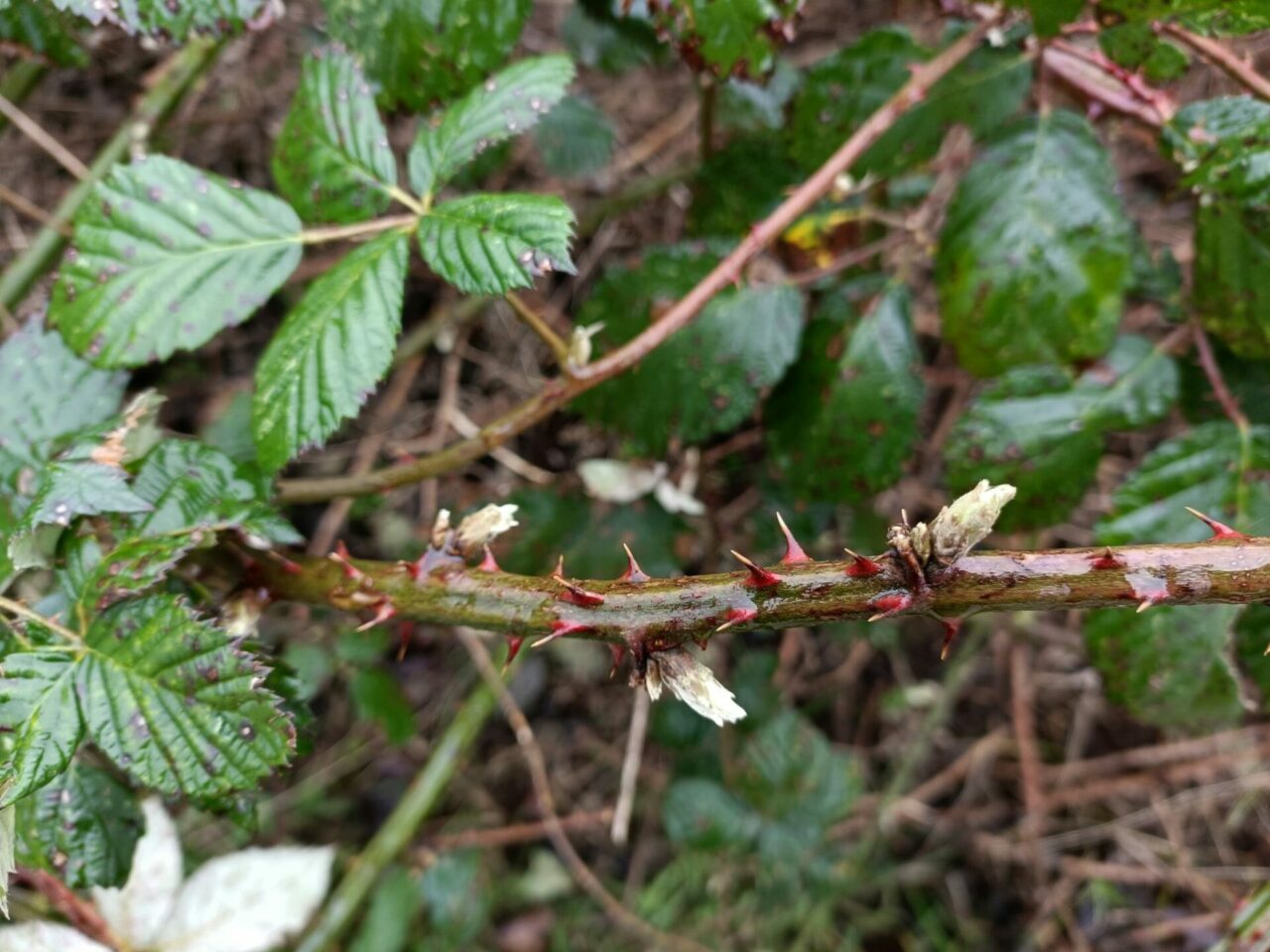 Forage of the Month- February | Native Hands